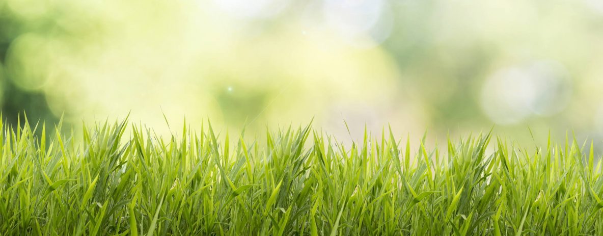 Grass Bg Springer Landscape Services Ltd