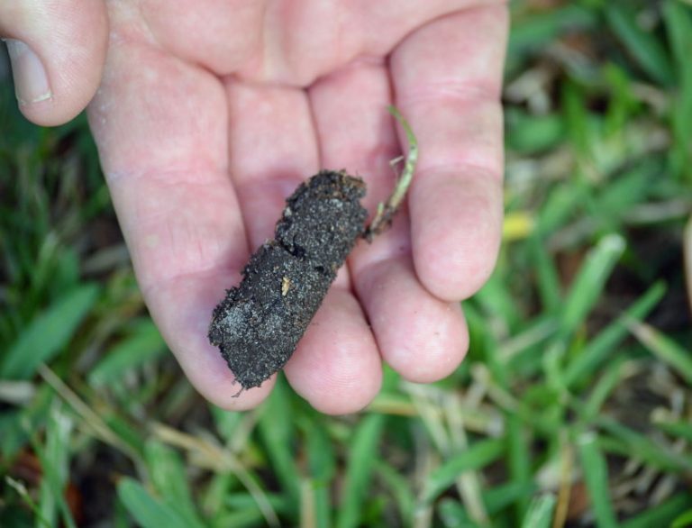 Soil Plug From a Lawn Core Aeration | Springer Landscape Services Ltd.